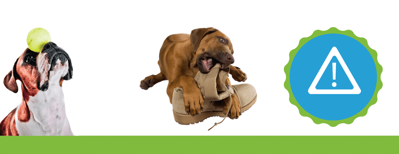 8 Tips to Keep Your Yard Safer with Dog Services