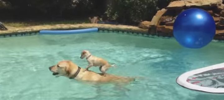 Cool Off by Watching These Dogs Play in the Pool | Splash and Dash For Dogs