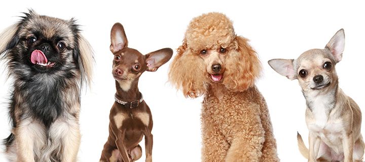 Pet Health Interesting Dog Trivia Facts pet-health-interesting-dog-trivia-facts