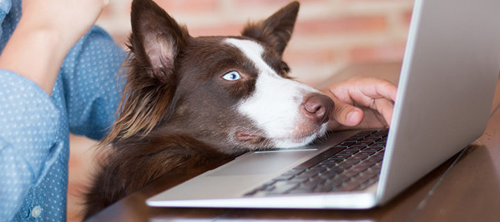 5 Pet Blogs You Need to Follow Now