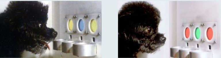 Can Dogs See Color? - Splash and Dash for Dogs