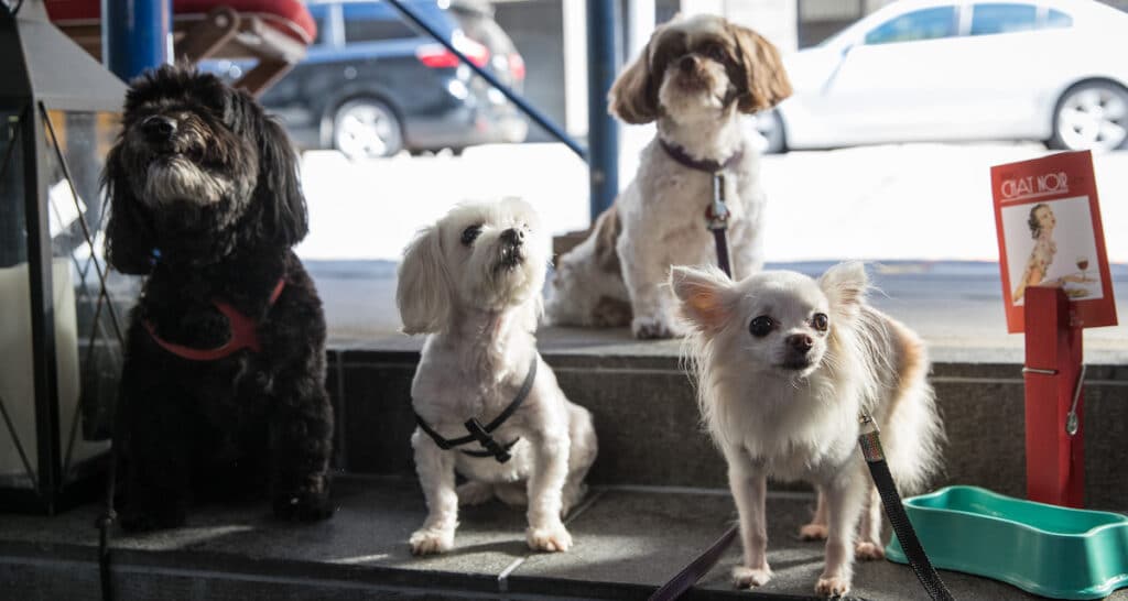 Welcome to Valencia - A Dog Friendly Community - Splash and Dash for Dogs