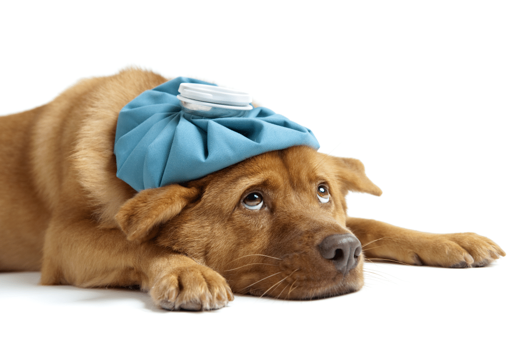 What you need to know about CoronaVirus (COVID-19) and Your Dog ...