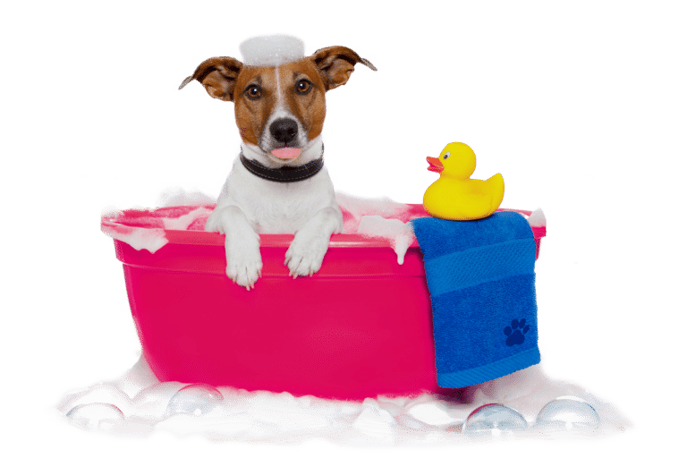 SD Services - Splash and Dash for Dogs